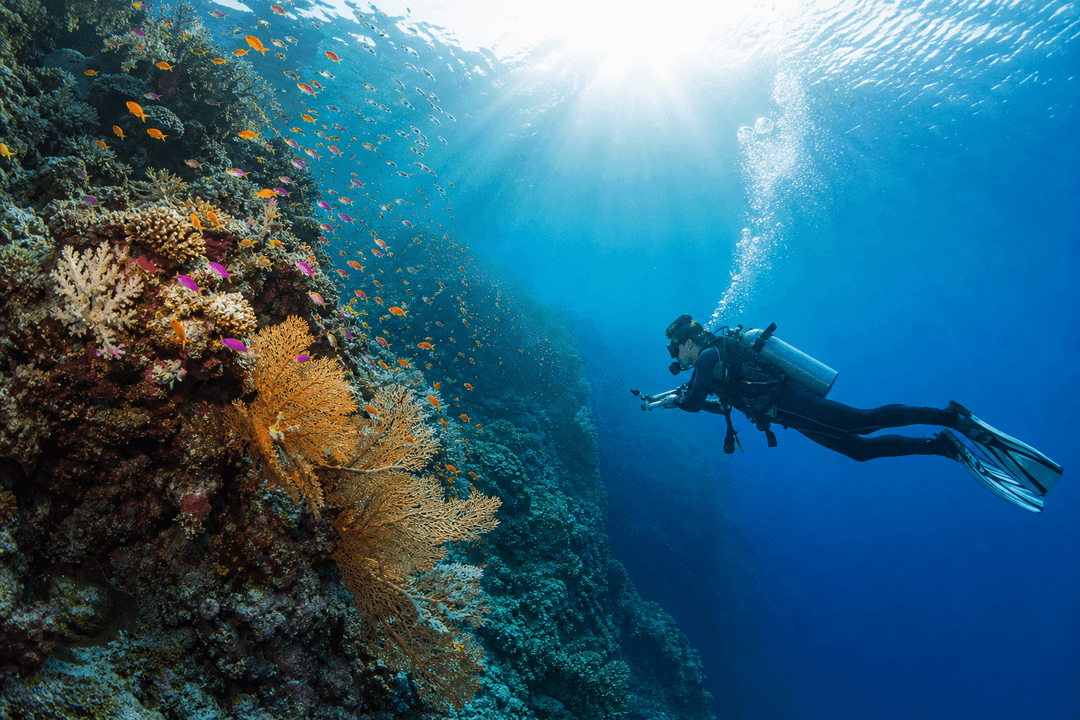 10 Best Dive Spots In Palau Top Sites And Complete Guide 2026 Be